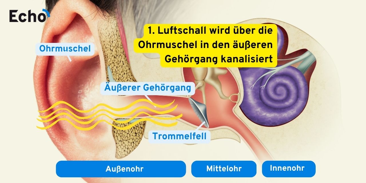 Wie funktioniert das Ohr? » Hörprozess in 4 Stufen erklärt - Echo
