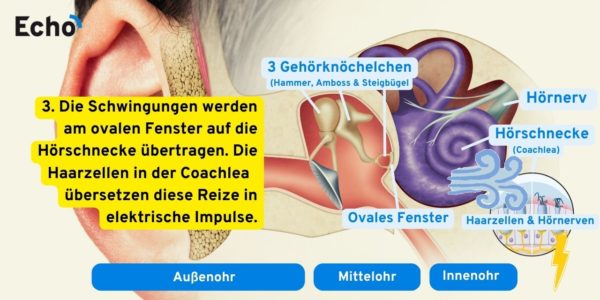 Wie funktioniert das Ohr? » Hörprozess in 4 Stufen erklärt - Echo