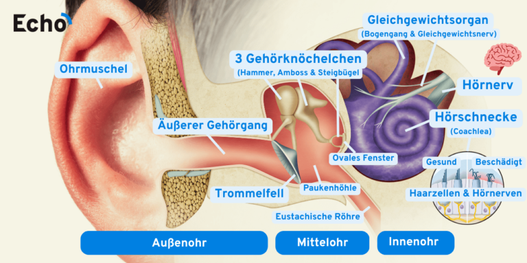 13 häufigste Ohrenerkrankungen👂🏼 [Ursachen, Symptome & Tipps] - Echo